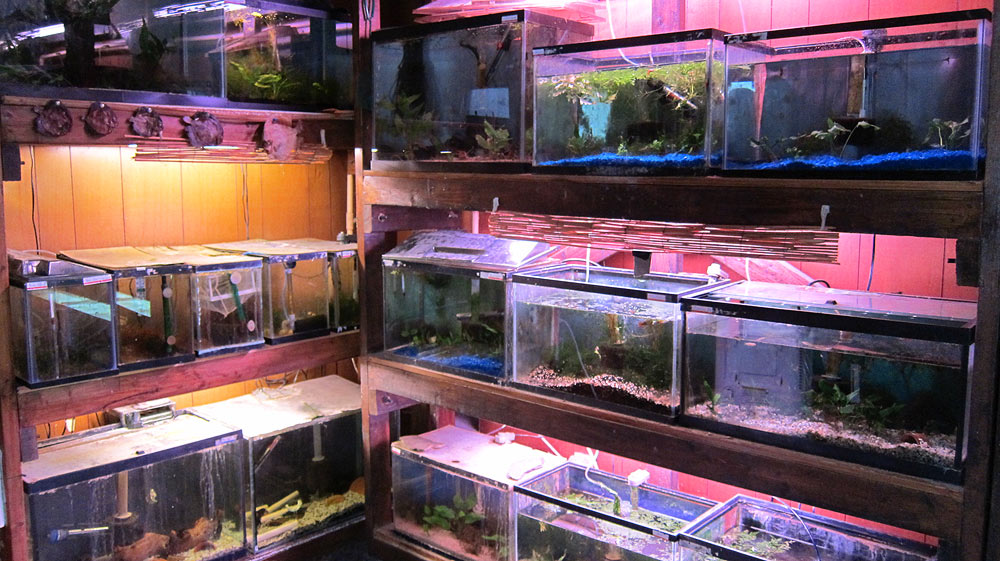 1000+ images about fish room on Pinterest